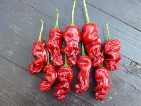 All About the Burning Peter Pepper - Minneopa Orchards