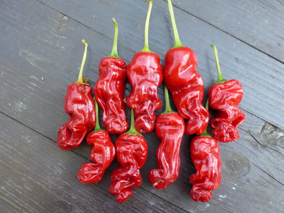 All About the Burning Peter Pepper - Minneopa Orchards
