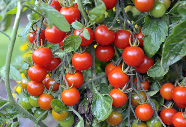 All About the Tumbling Tom Tomato - Minneopa Orchards