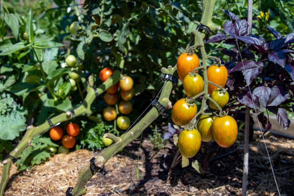 The 4 Best Tomato Clips and How To Use Them - Minneopa Orchards
