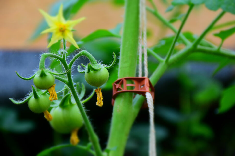 The 4 Best Tomato Clips and How To Use Them - Minneopa Orchards