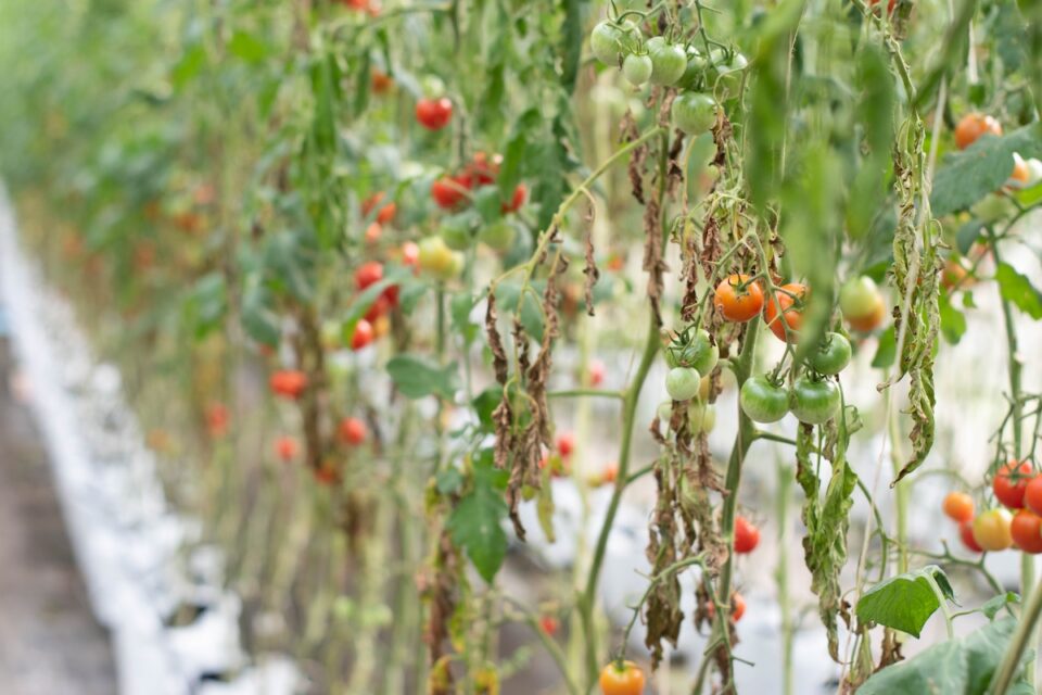 All About the Amish Paste Tomato - Minneopa Orchards