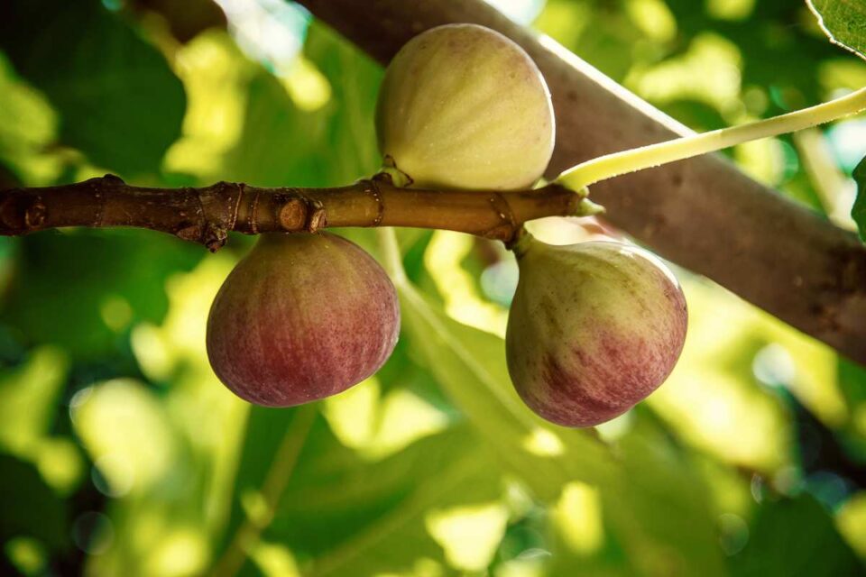 The 5 Best Fig Tree Fertilizers To Help You Grow Delicious Figs ...