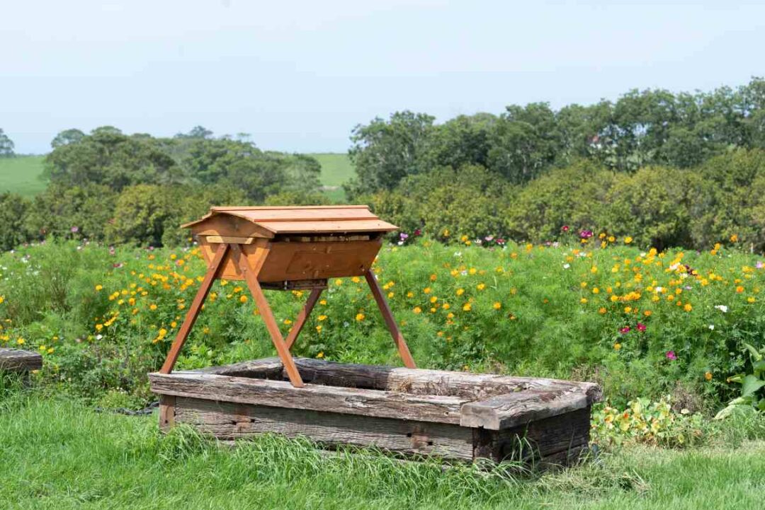 All About Top Bar Hives: One of the Best Hives for Beekeepers ...