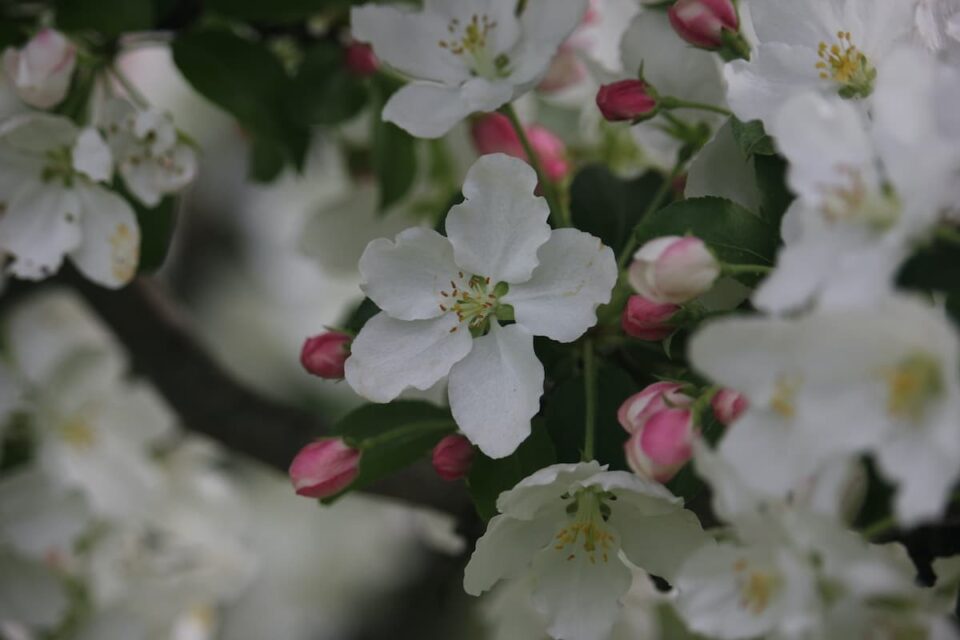 The Adirondack Crabapple Tree - Minneopa Orchards