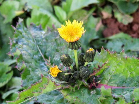 Broadleaf Weeds: Identification, Treatment, and Prevention - Minneopa ...