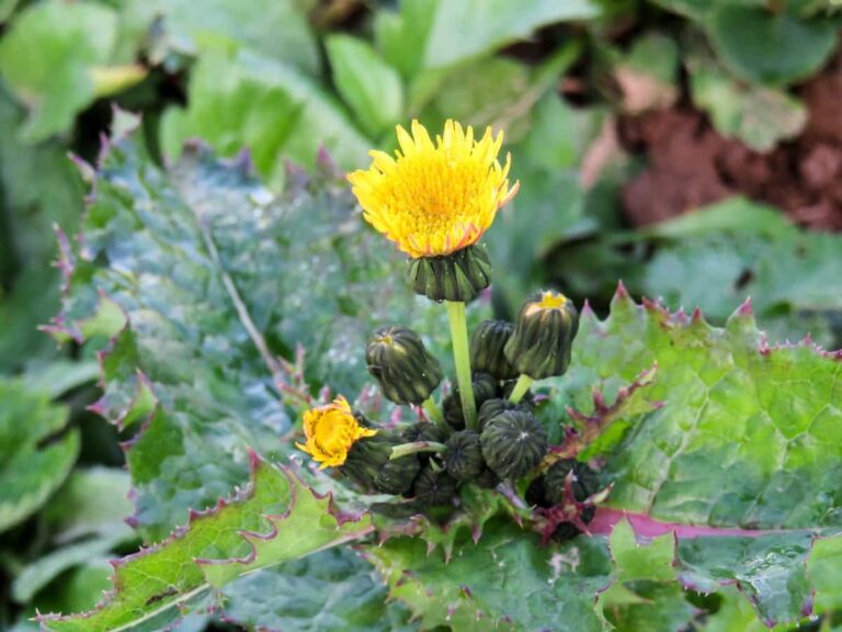 Broadleaf Weeds: Identification, Treatment, and Prevention - Minneopa ...