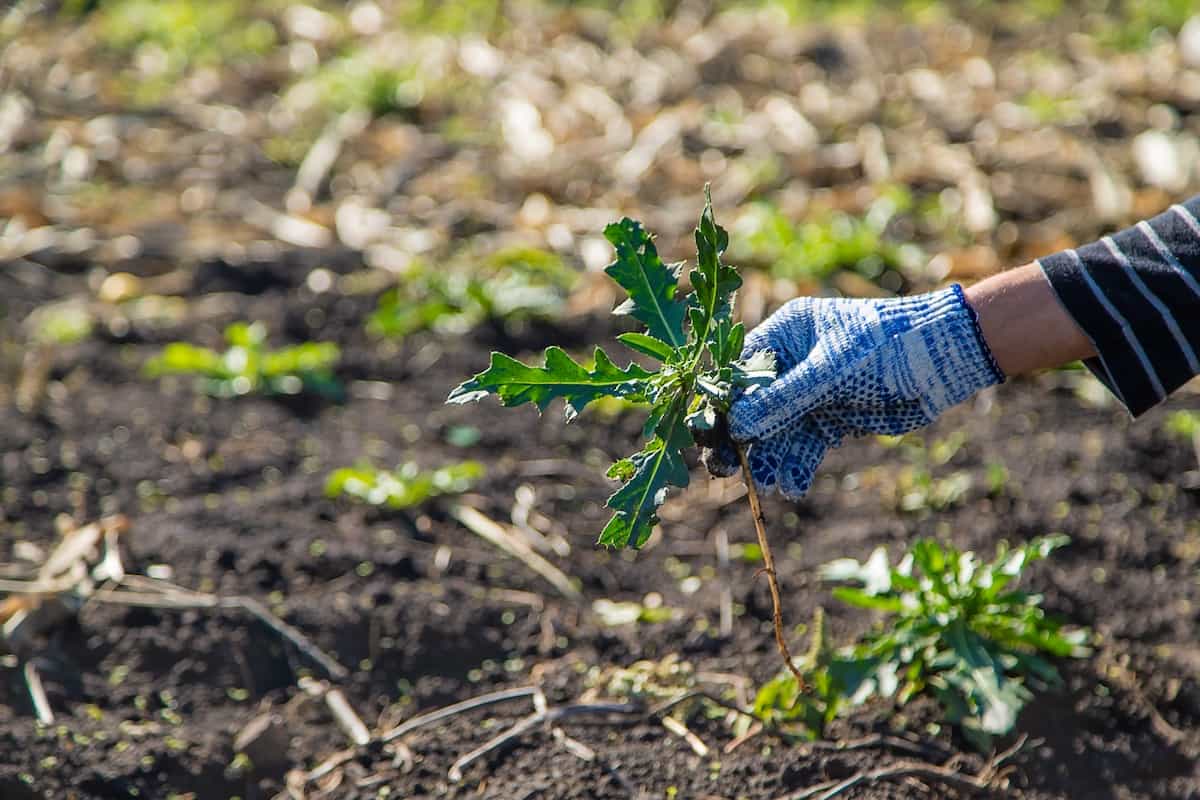 Annual Sow Thistle - Minneopa Orchards