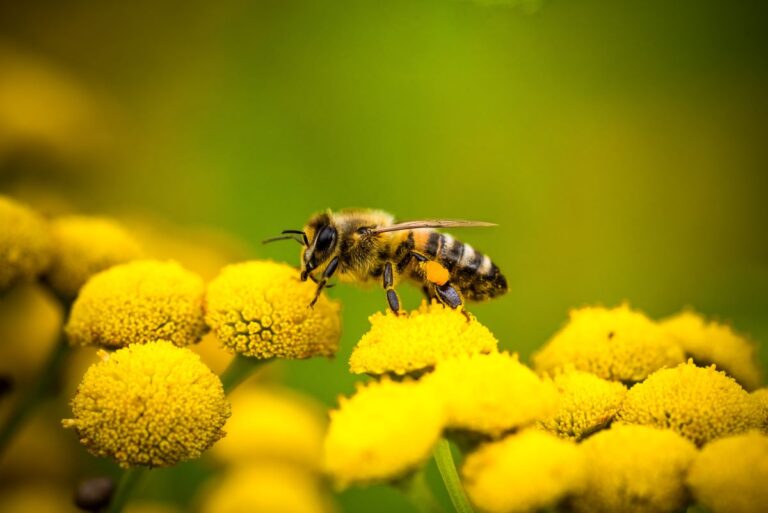 How Do Bees Pollinate? Learn About This Fascinating Process - Minneopa Orchards