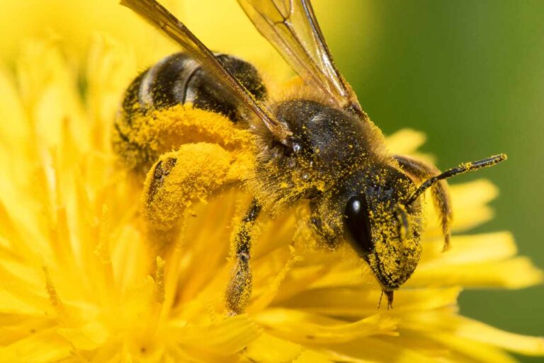 The Honey Bee Life Cycle: Learn About Each Incredible Stage - Minneopa ...