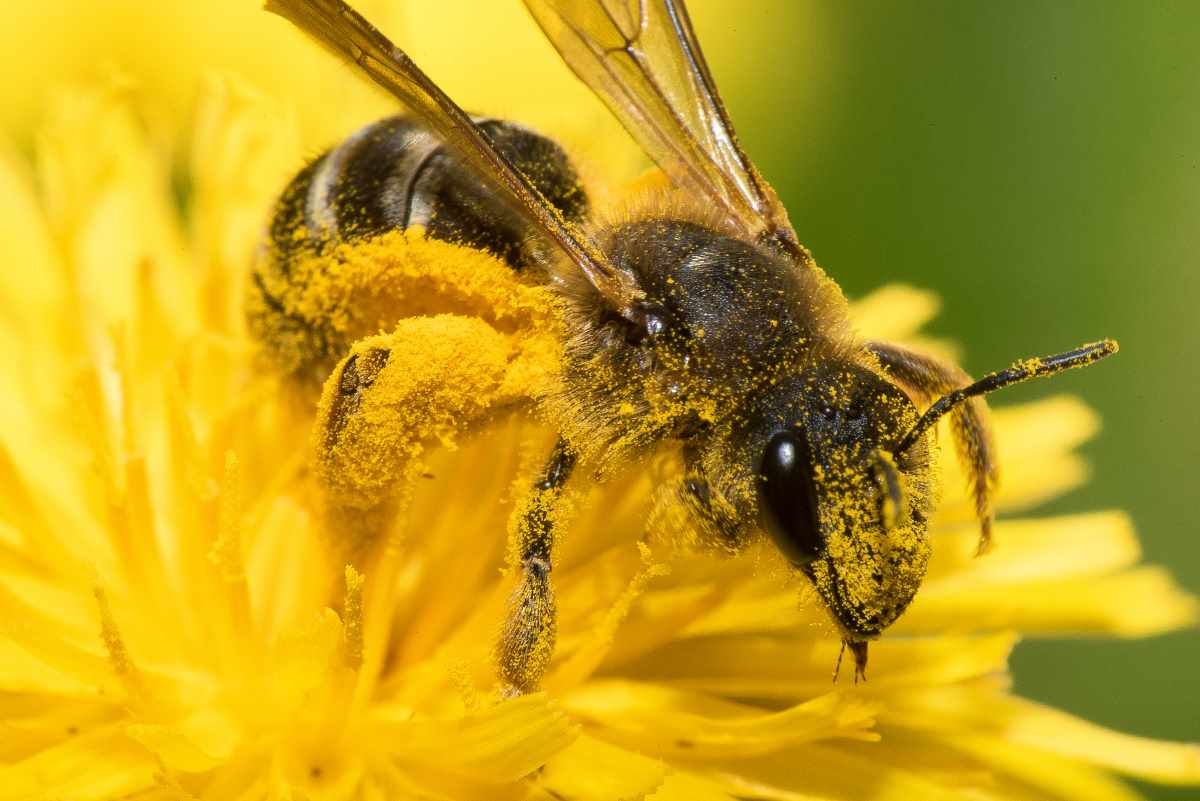 The Honey Bee Life Cycle: Learn About Each Incredible Stage - Minneopa ...