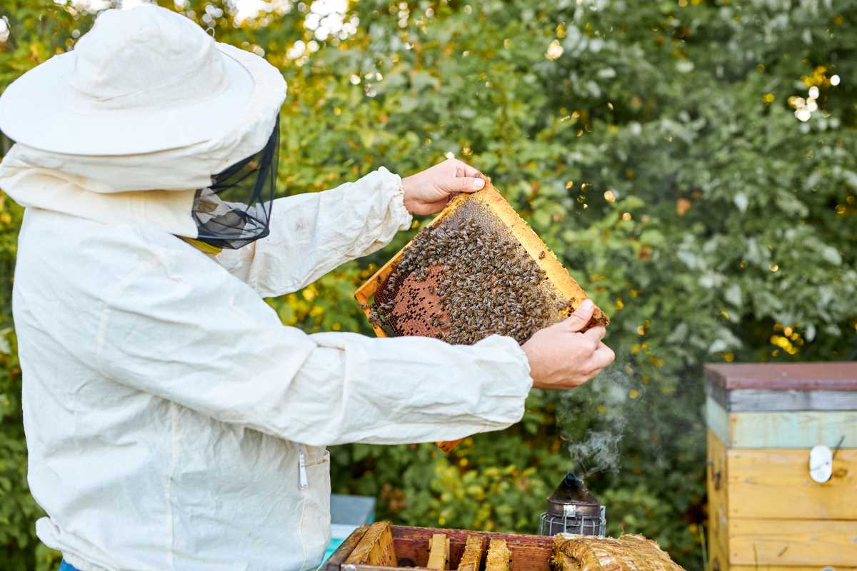 Beekeeping 101: The Complete Guide - Minneopa Orchards