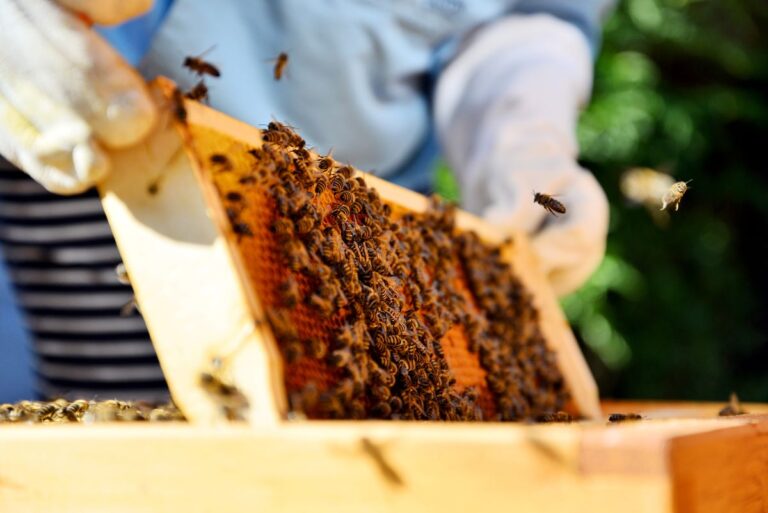 Beekeeping 101: The Complete Guide - Minneopa Orchards