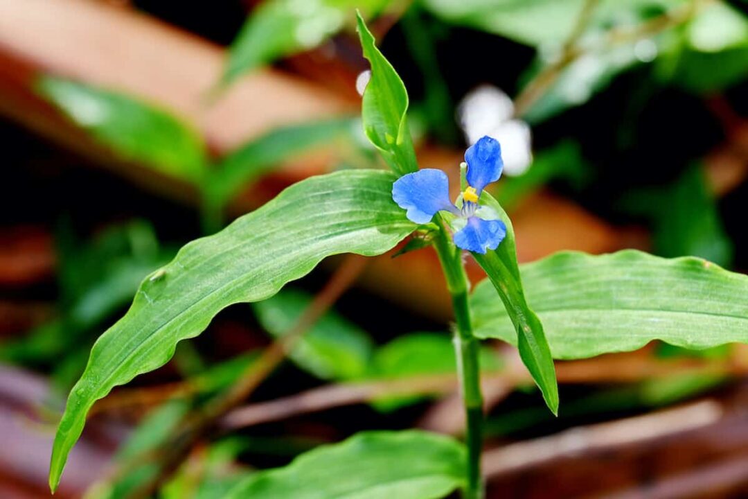Broadleaf Weeds: Identification, Treatment, and Prevention - Minneopa ...