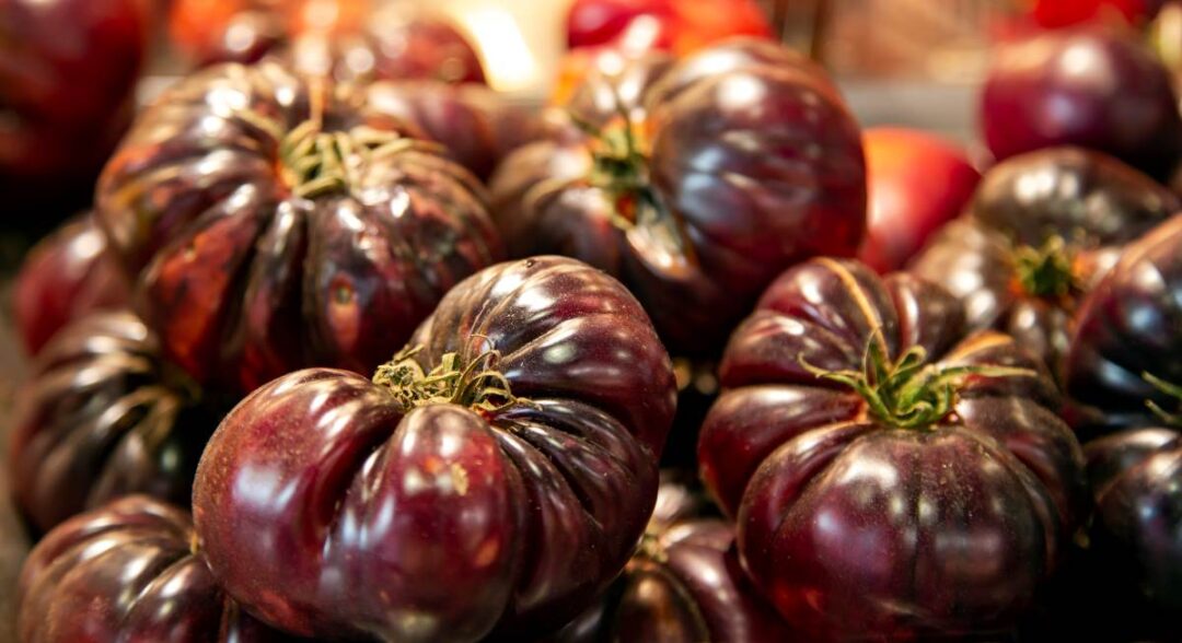 All About the Black Sea Man Tomato - Minneopa Orchards