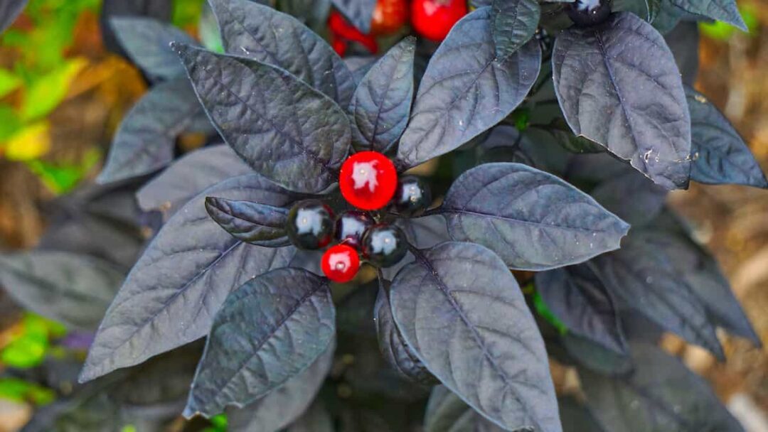 All About the Black Pearl Pepper - Minneopa Orchards