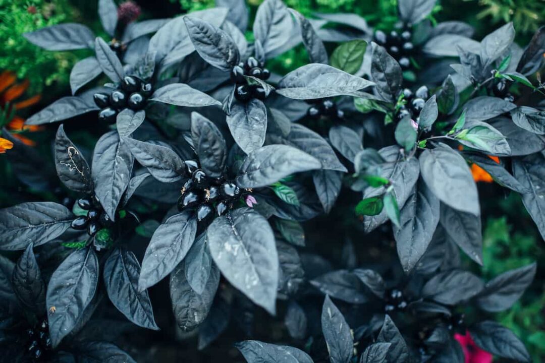 All About the Black Pearl Pepper - Minneopa Orchards