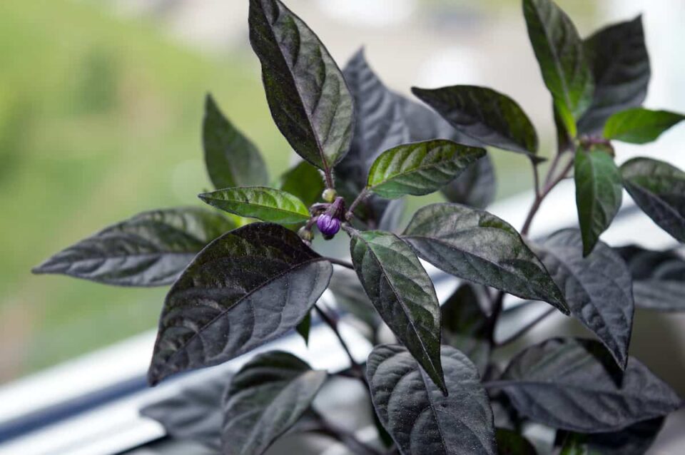 All About the Black Pearl Pepper - Minneopa Orchards