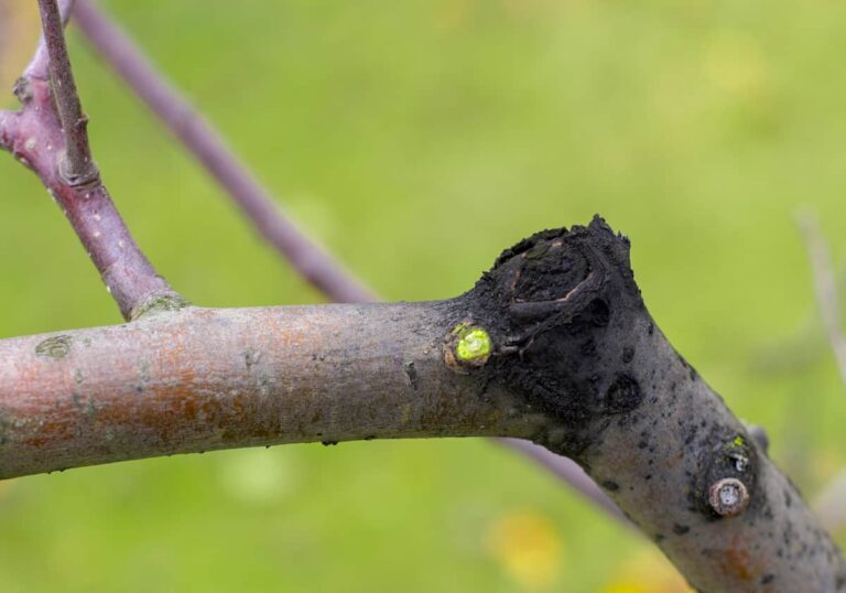 Fighting Fig Tree Diseases: A Guide to Diagnosis and Treatment ...