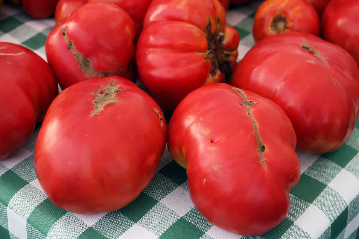 All About the Brandywine Pink Tomato - Minneopa Orchards