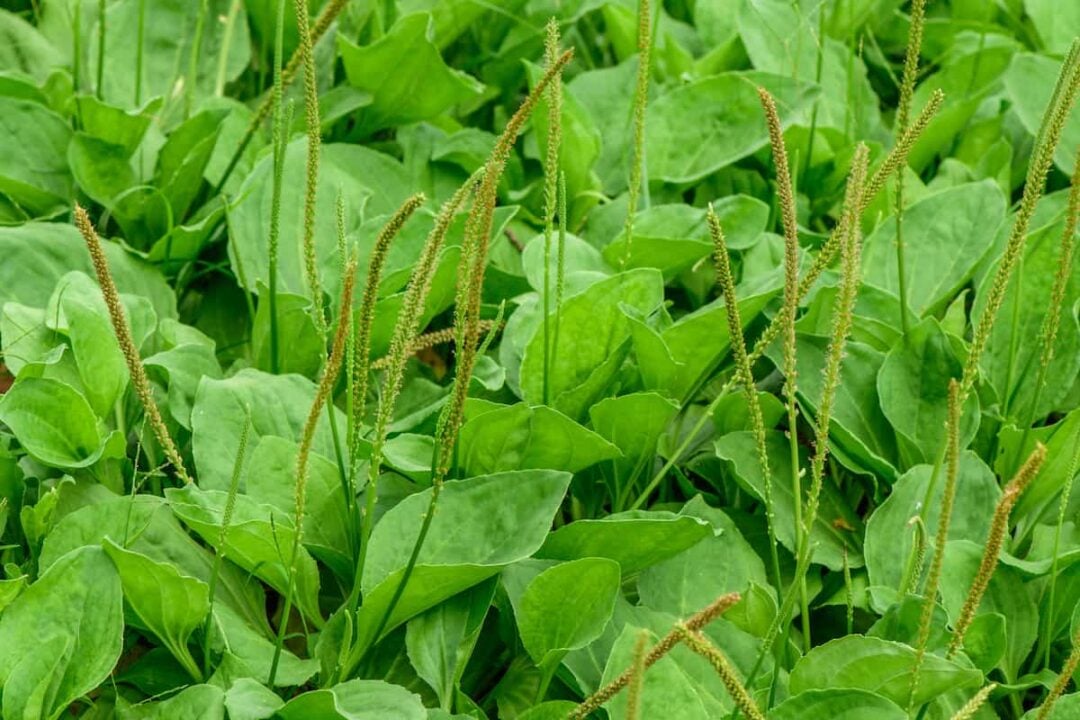 Broadleaf Weeds: Identification, Treatment, and Prevention - Minneopa ...
