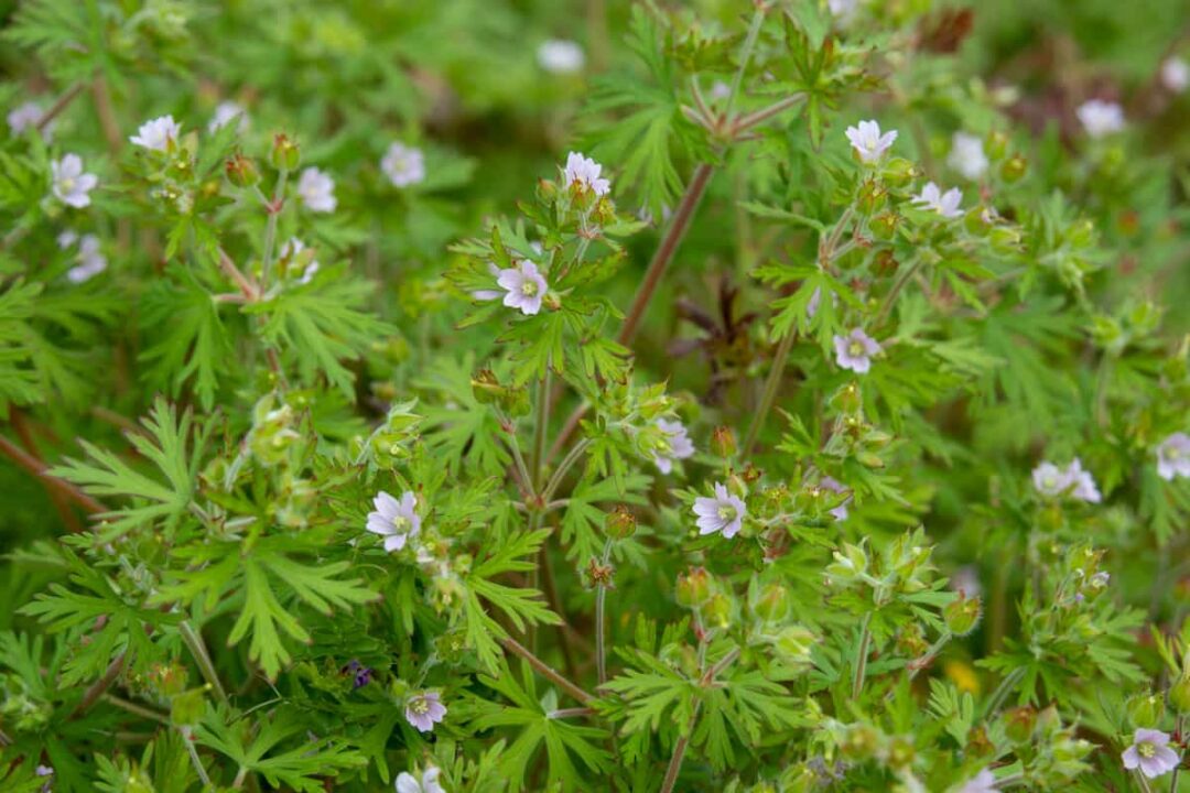 Broadleaf Weeds: Identification, Treatment, and Prevention - Minneopa ...