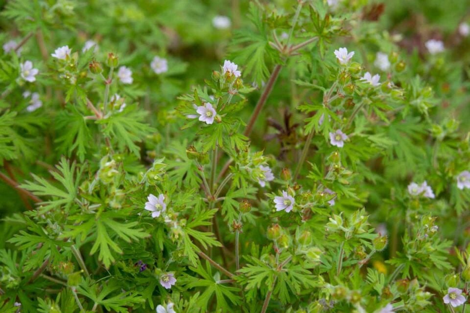 Broadleaf Weeds: Identification, Treatment, and Prevention - Minneopa ...