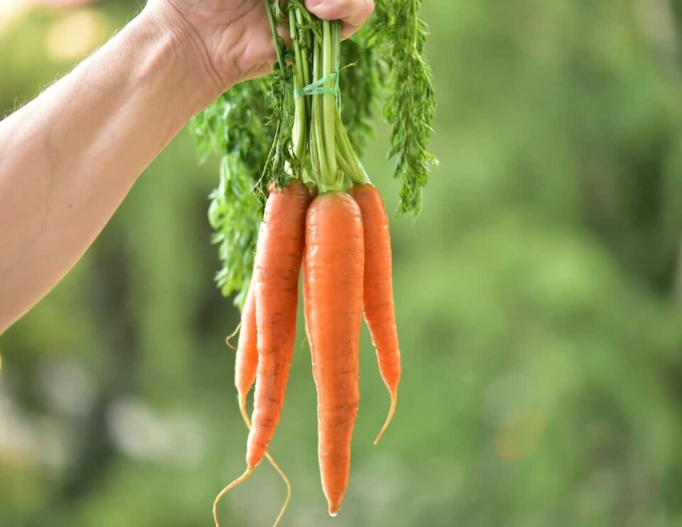 The Mokum Carrot - Minneopa Orchards