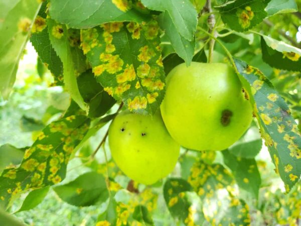 The Purple Prince Crabapple Tree - Minneopa Orchards