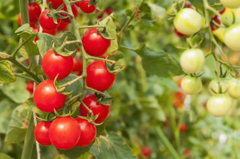 All About the Sweetie Tomato - Minneopa Orchards