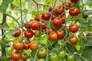 All About the Tumbling Tom Tomato - Minneopa Orchards
