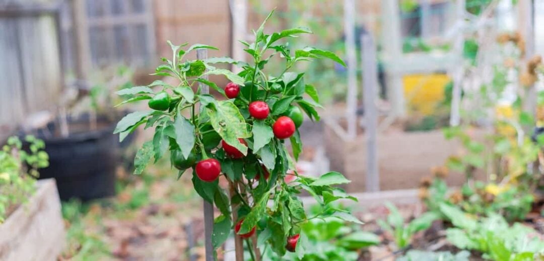 All About the Cherry Pepper - Minneopa Orchards