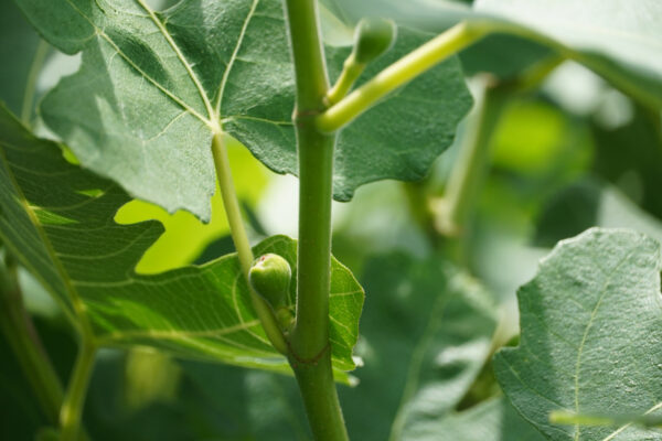 All About the Chicago Hardy Fig - Minneopa Orchards