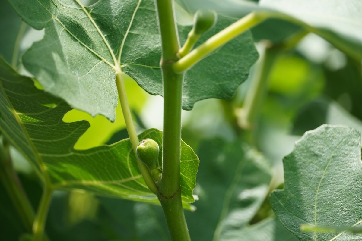 All About the Chicago Hardy Fig - Minneopa Orchards