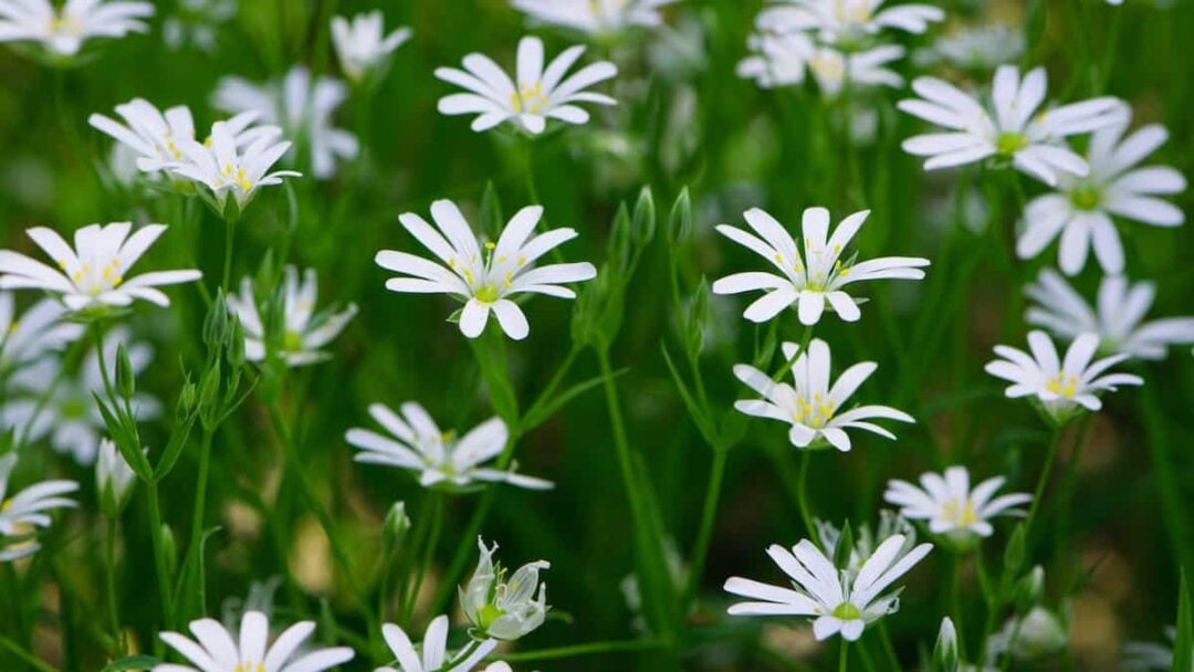 Chickweed - Minneopa Orchards