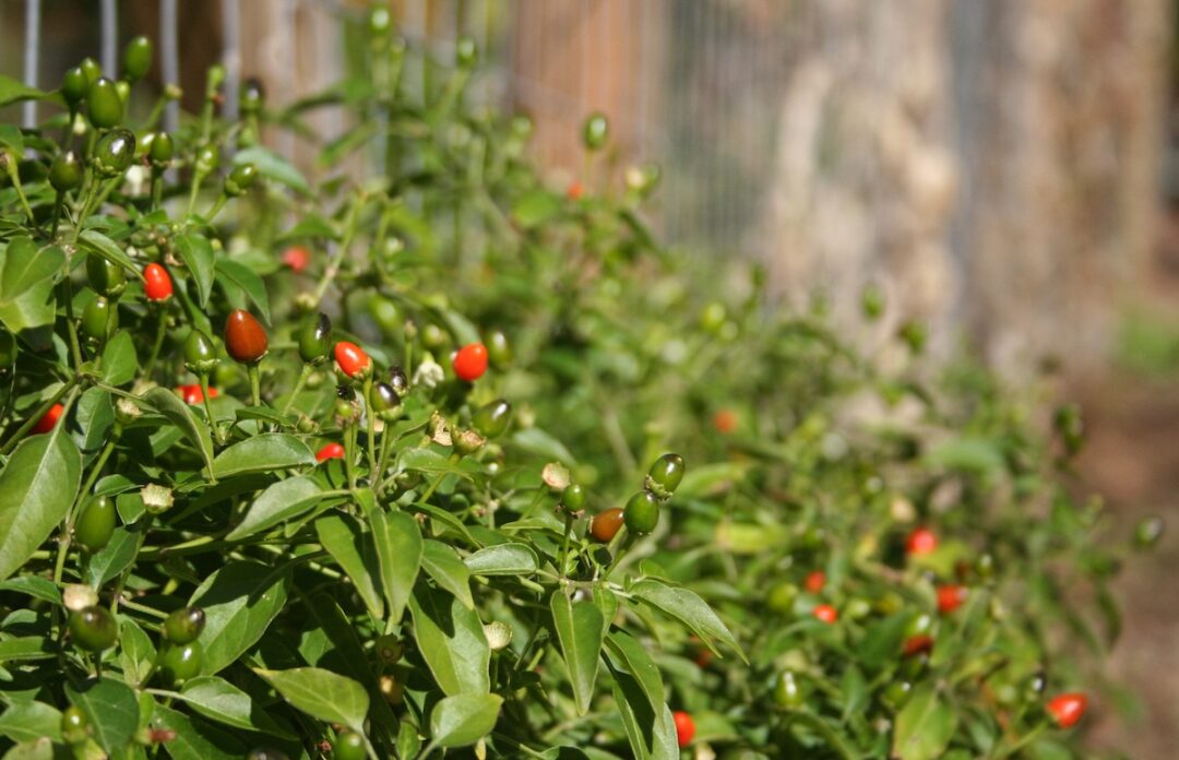 All About the Tiny but Mighty Chiltepin Pepper - Minneopa Orchards