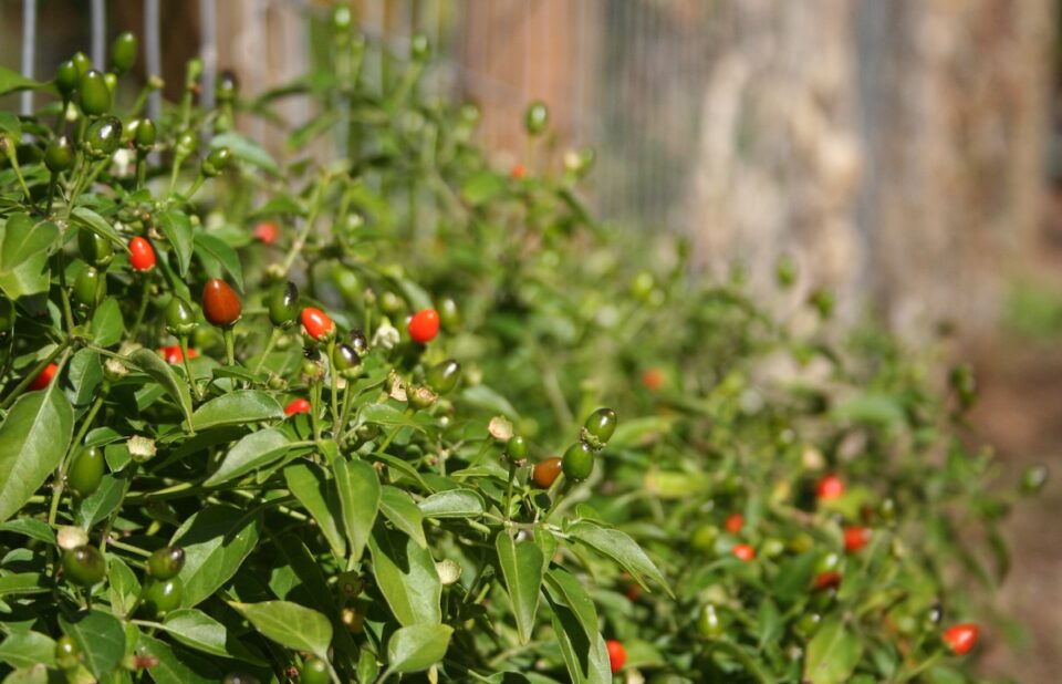 All About the Tiny but Mighty Chiltepin Pepper - Minneopa Orchards