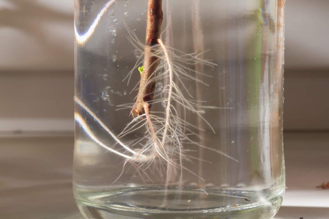 Growing Fig Tree Cuttings: The Ultimate Guide to Propagating From ...