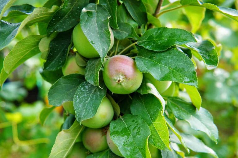 How to Grow Columnar Fruit Trees - Minneopa Orchards