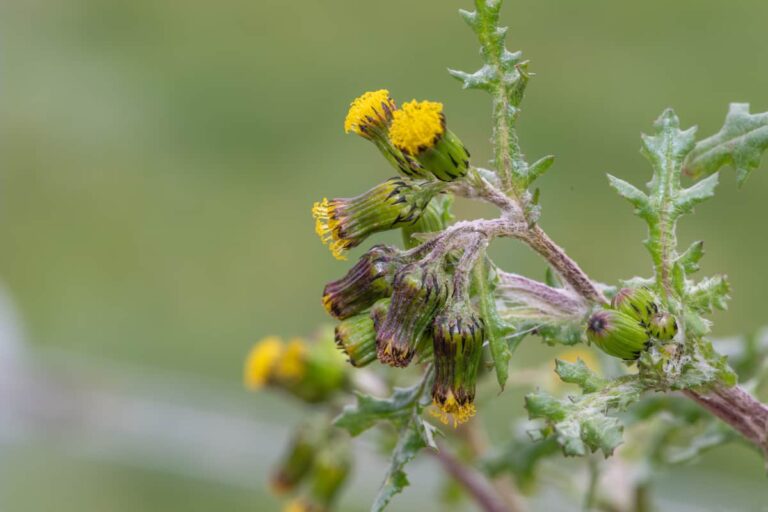 Common Groundsel - Minneopa Orchards