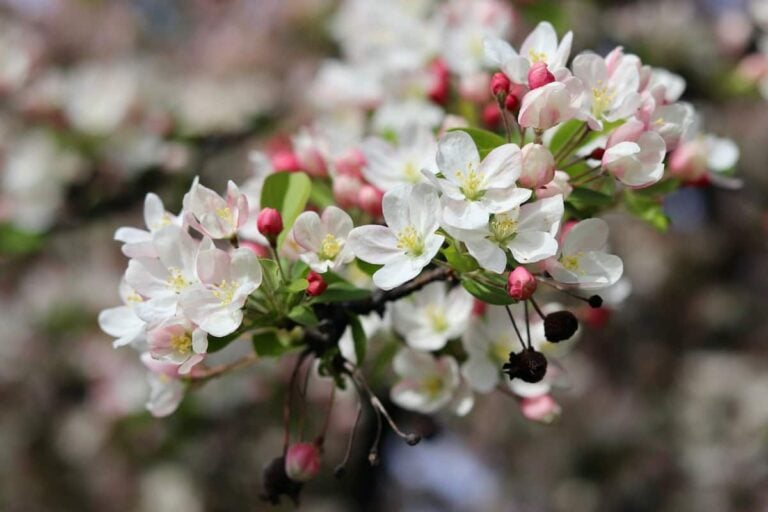 The Cinderella Crabapple Tree - Minneopa Orchards