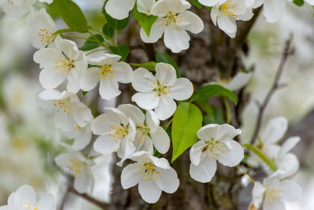 The Dolgo Crabapple Tree - Minneopa Orchards
