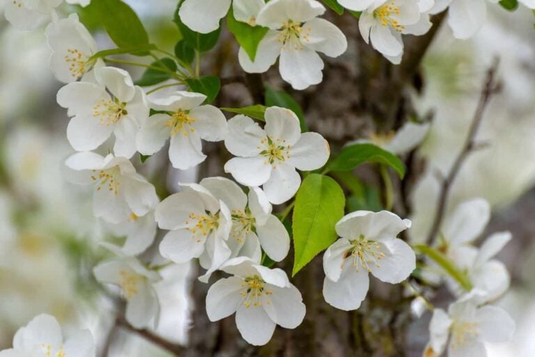 The Snowdrift Crabapple Tree - Minneopa Orchards