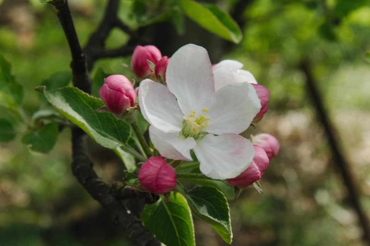 The Dolgo Crabapple Tree - Minneopa Orchards