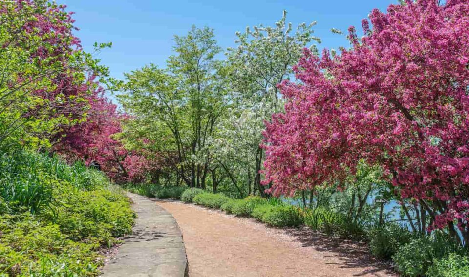 The Purple Prince Crabapple Tree - Minneopa Orchards