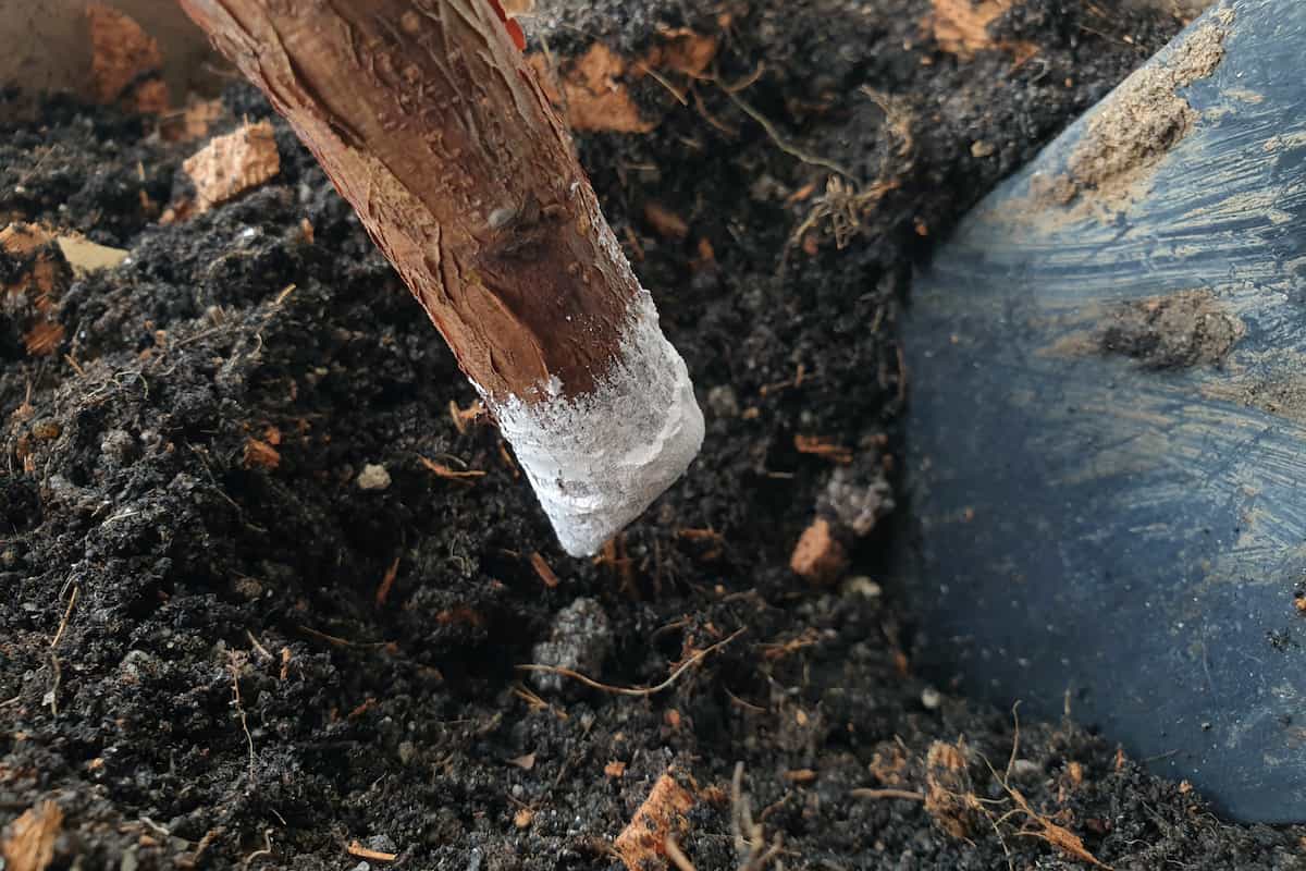 Growing Fig Tree Cuttings: The Ultimate Guide to Propagating From ...