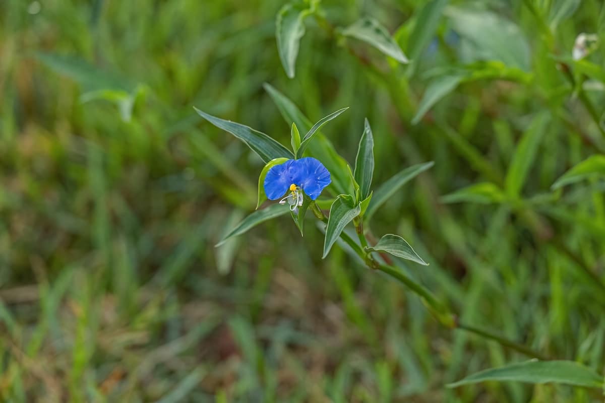 Dayflowers - Minneopa Orchards