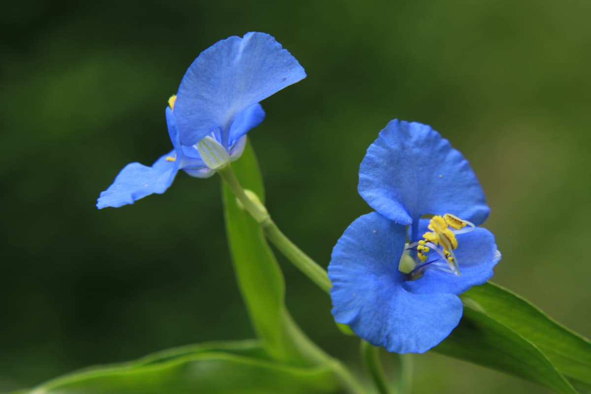 Dayflowers - Minneopa Orchards