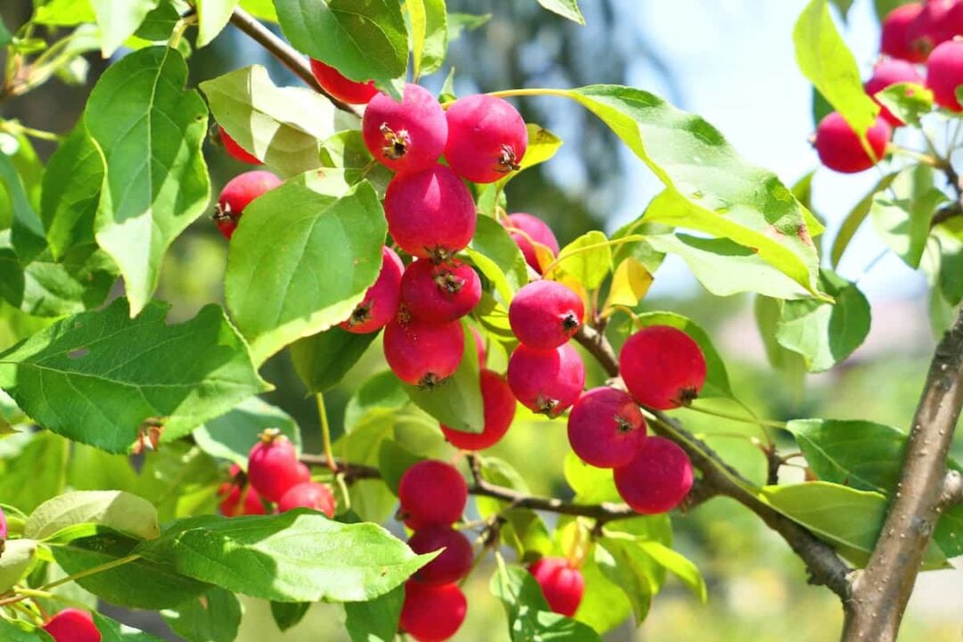 The Dolgo Crabapple Tree - Minneopa Orchards