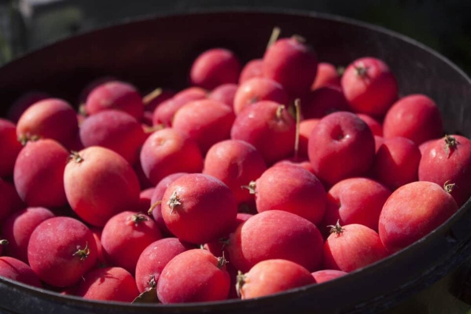The Dolgo Crabapple Tree - Minneopa Orchards